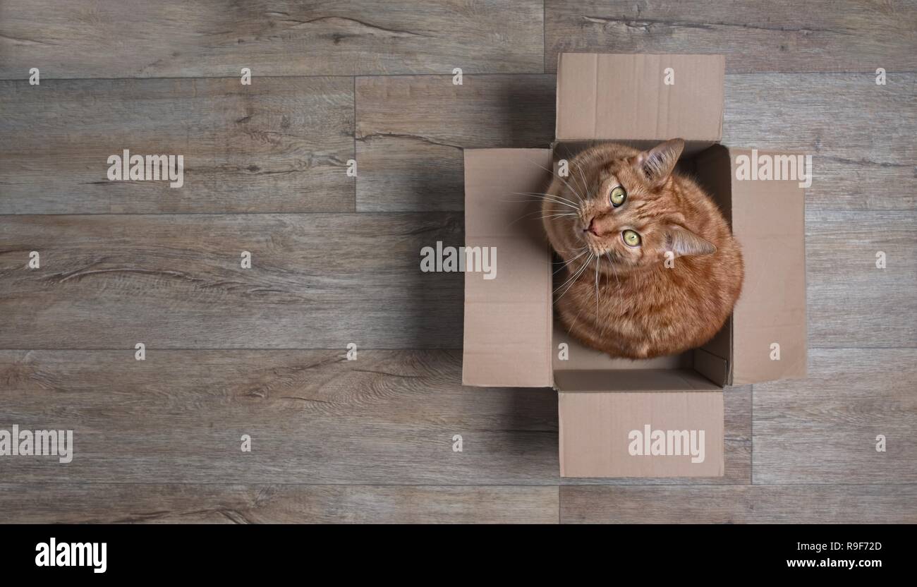 Ginger cat in a cardboard box looking curious up to the camera ...