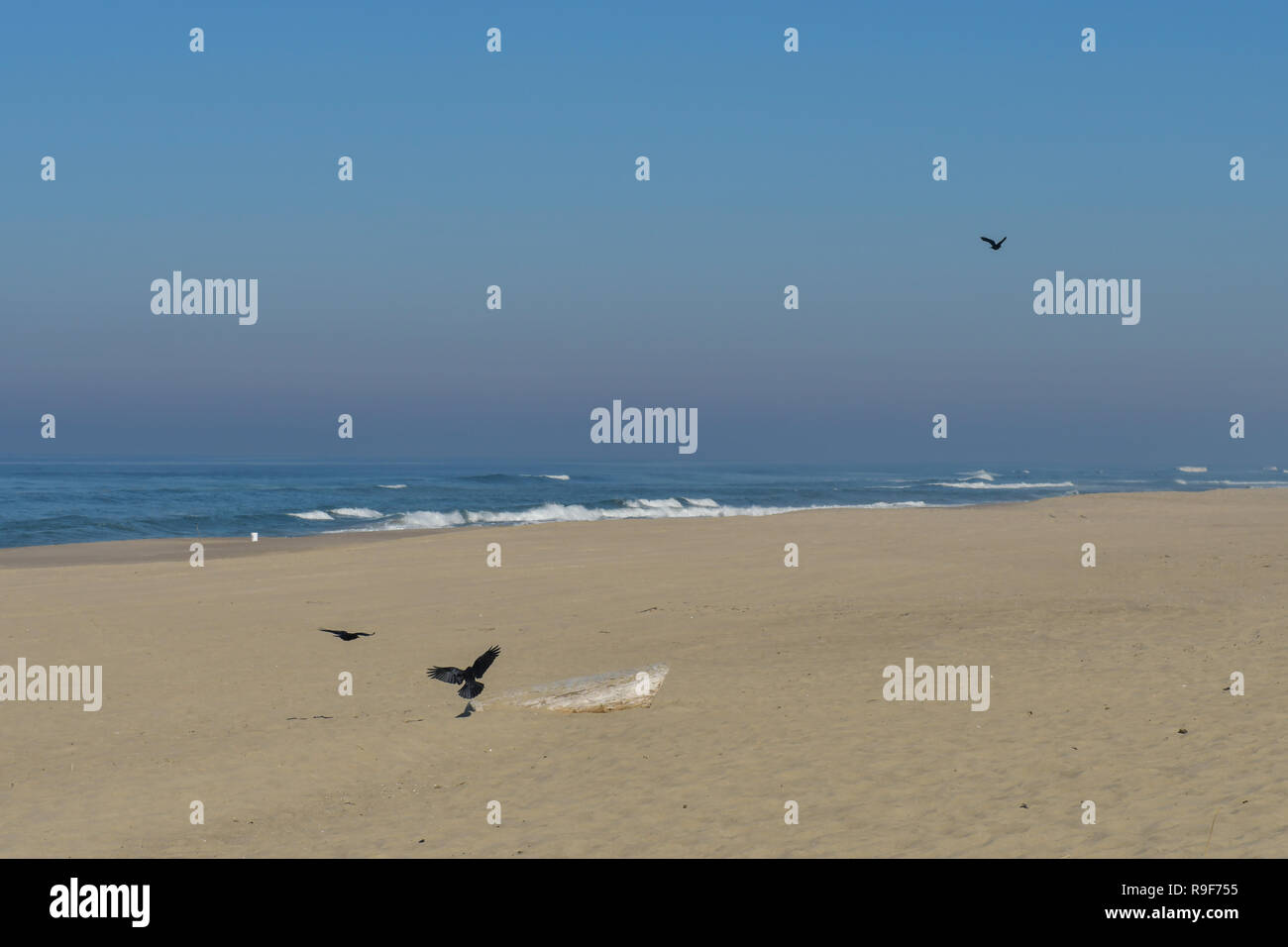 Pair of raven perch on a trunk on the Horsfall beach a day of haze with ...