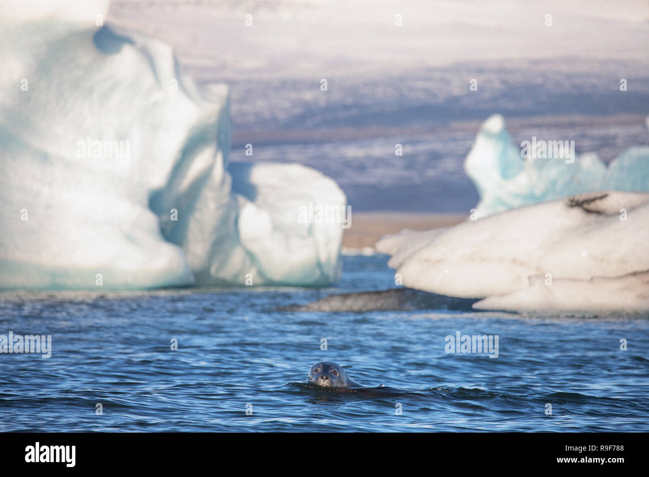 Harbor seal swimming ice lagoon glacial lake iceberg arctic glacier ...