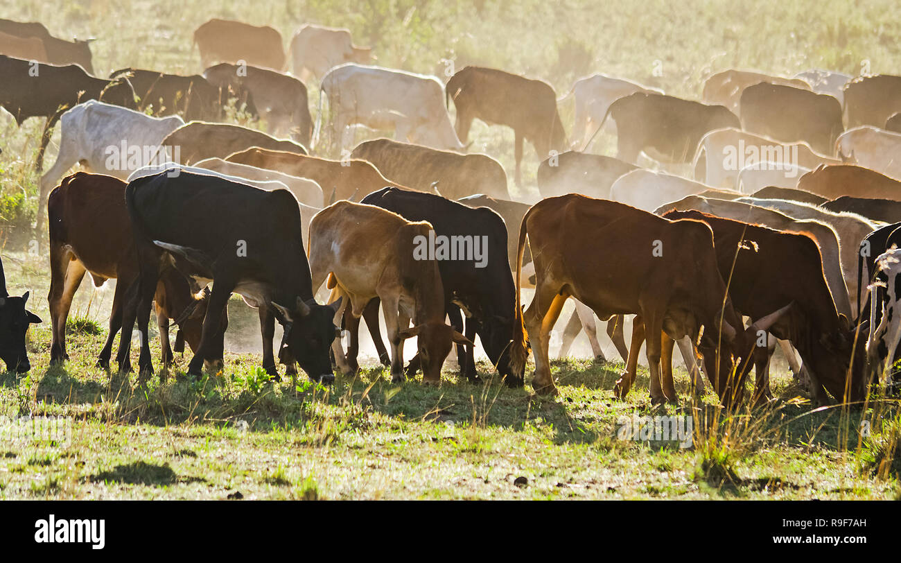 Lesotho cattle hi-res stock photography and images - Alamy
