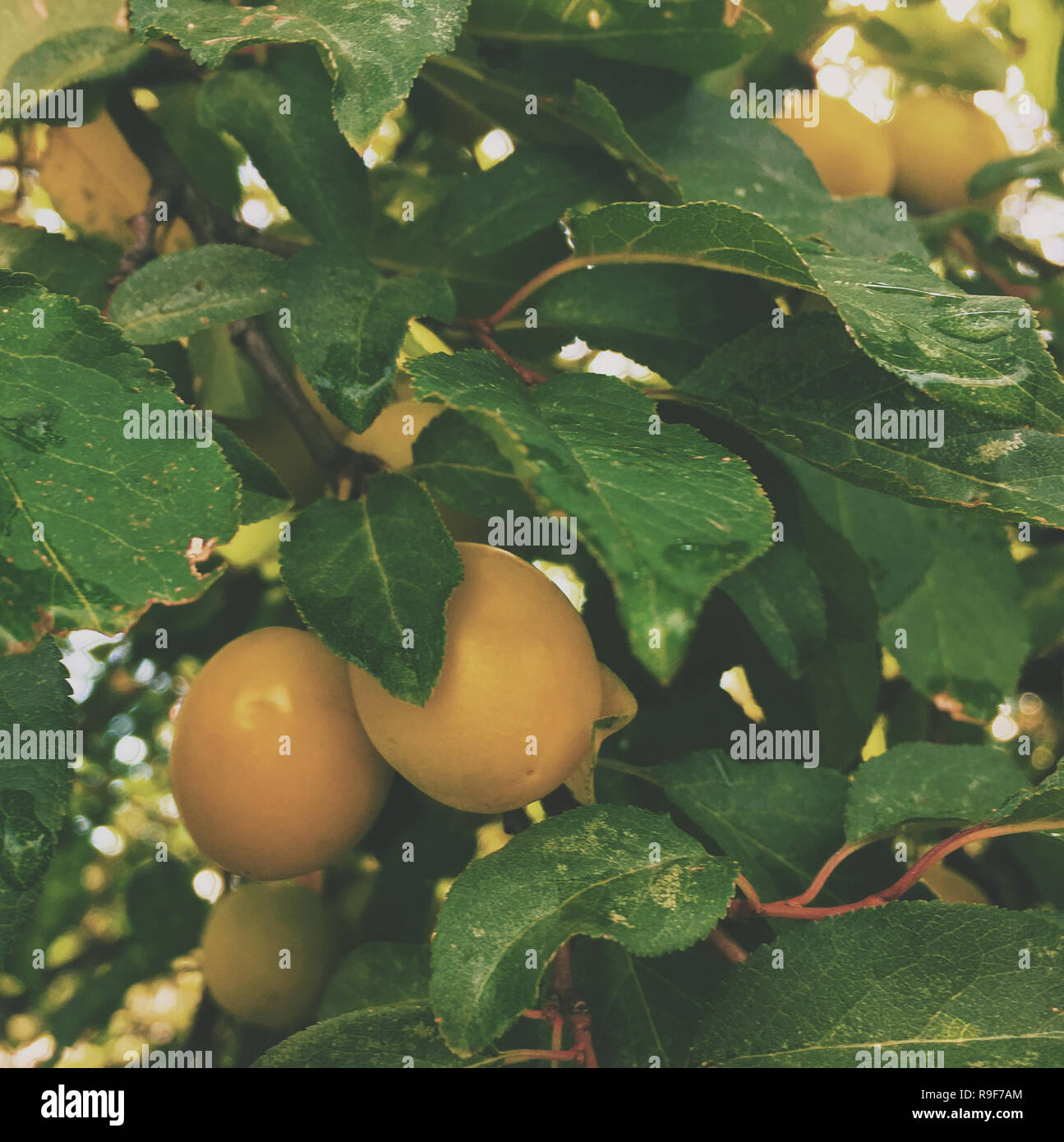 beauty of nature - environment, ecology, plants and gardening concept ...