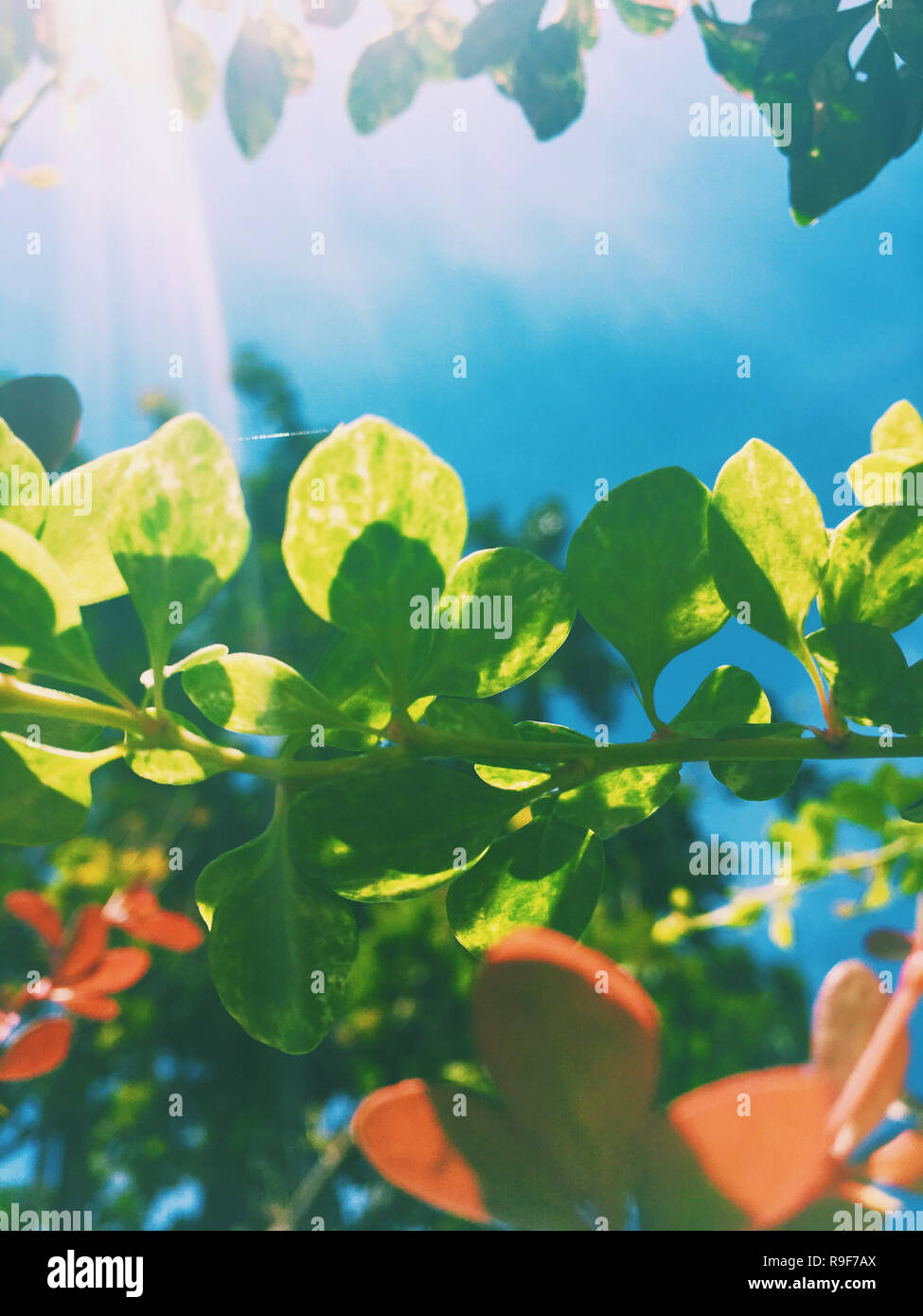 beauty of nature - environment, ecology, plants and gardening concept ...