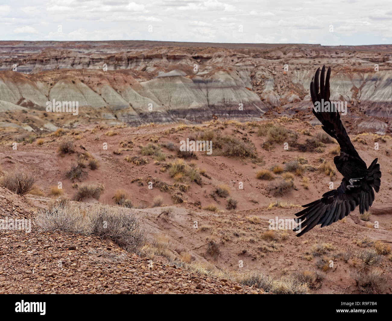 Arizona raven hi-res stock photography and images - Alamy