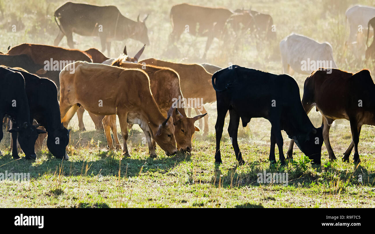 Jersey cow africa not australia hi-res stock photography and images - Alamy