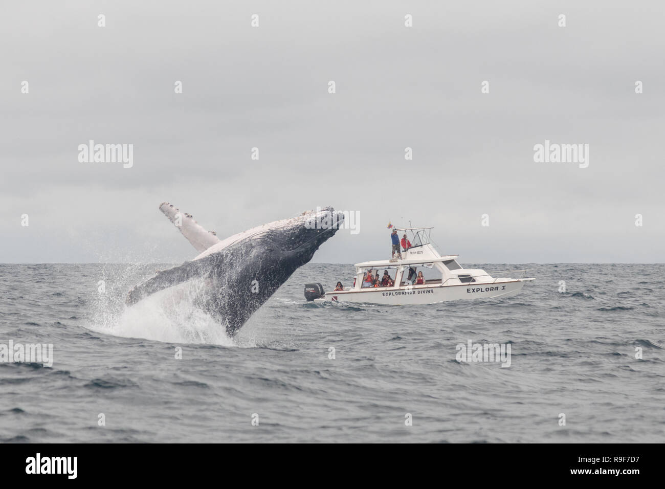 Humpback whale breaching ship hi-res stock photography and images - Alamy