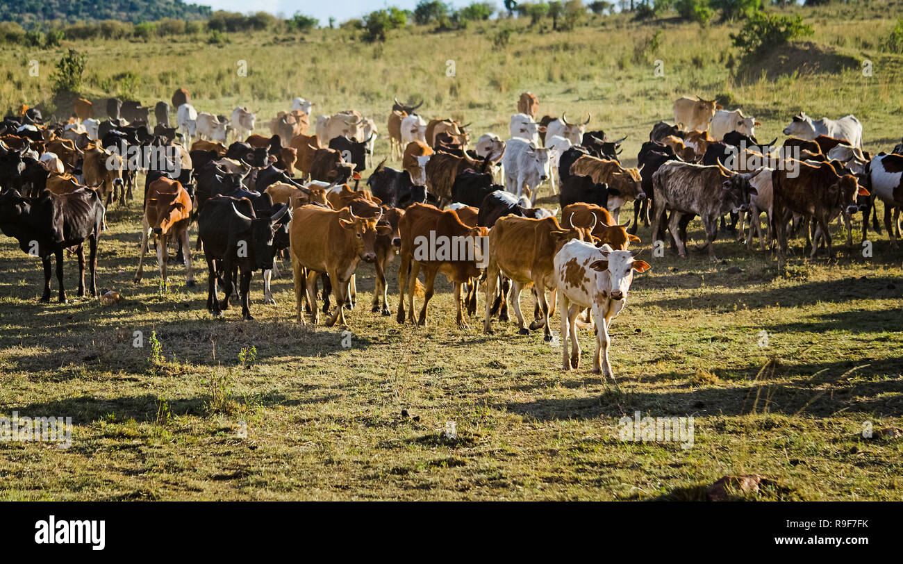 Lesotho cattle hi-res stock photography and images - Alamy
