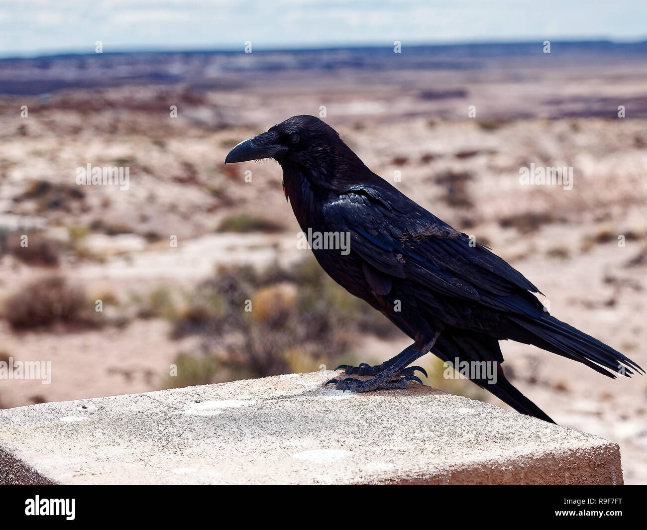 Arizona raven hi-res stock photography and images - Alamy