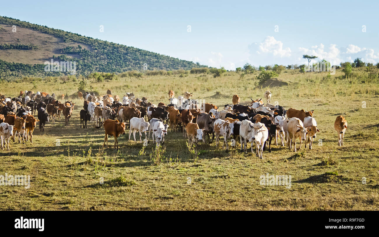 Lesotho cattle hi-res stock photography and images - Alamy