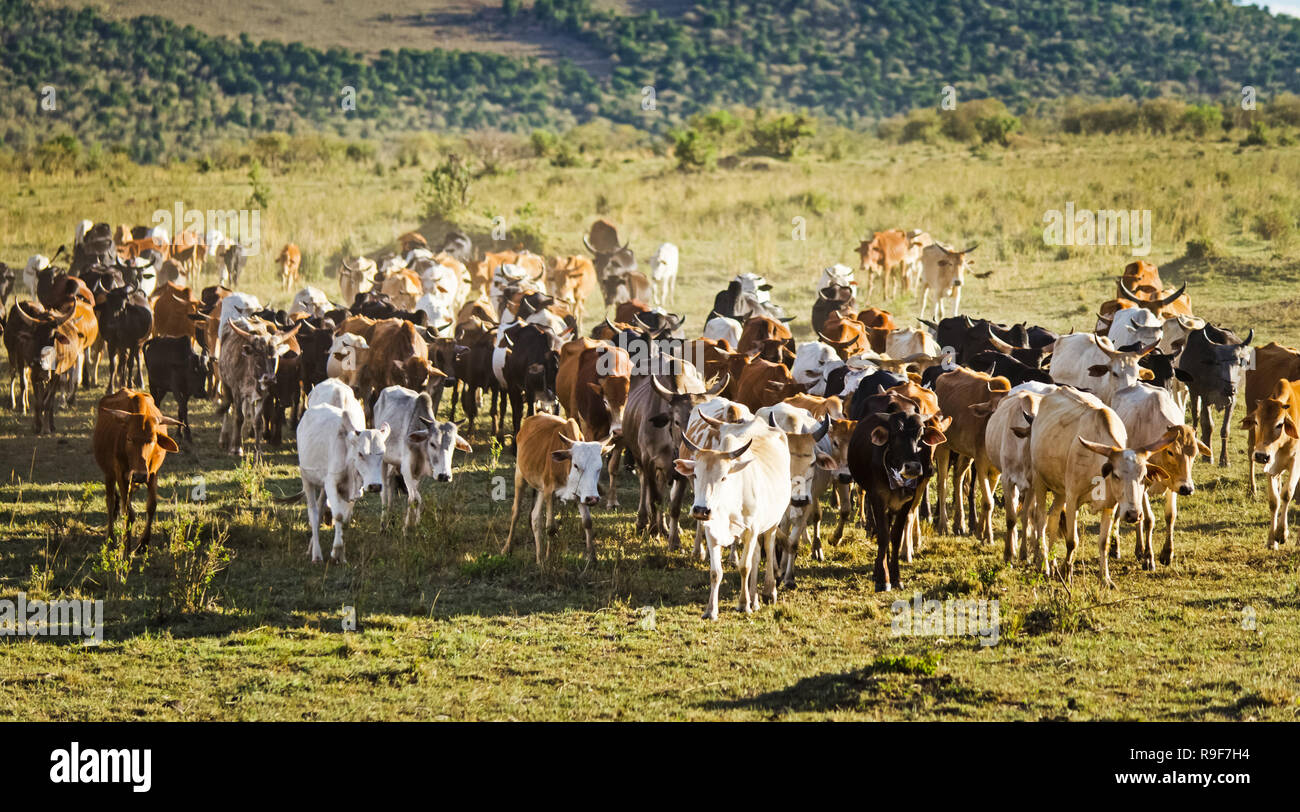 Nguni cow grazing lesotho hi-res stock photography and images - Alamy