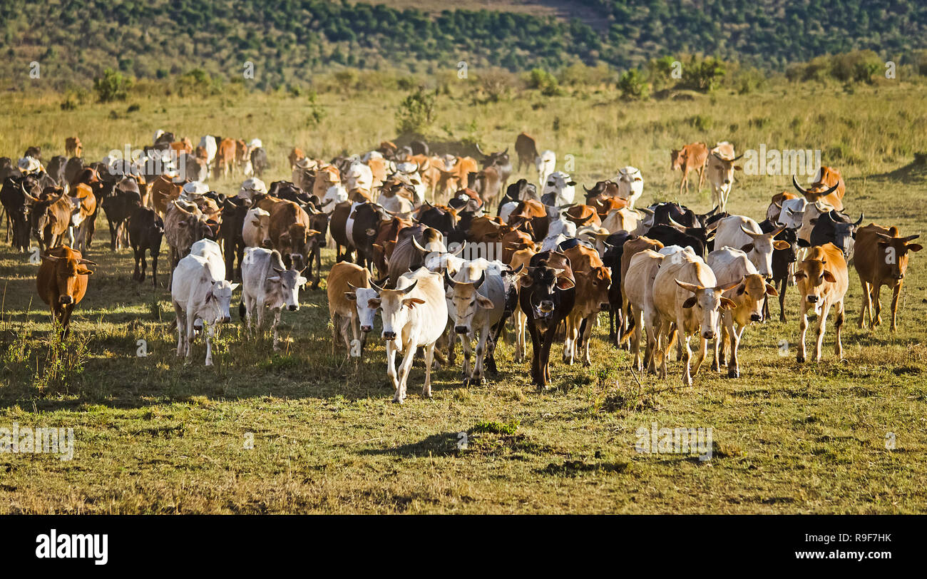 Nguni cow grazing lesotho hi-res stock photography and images - Alamy