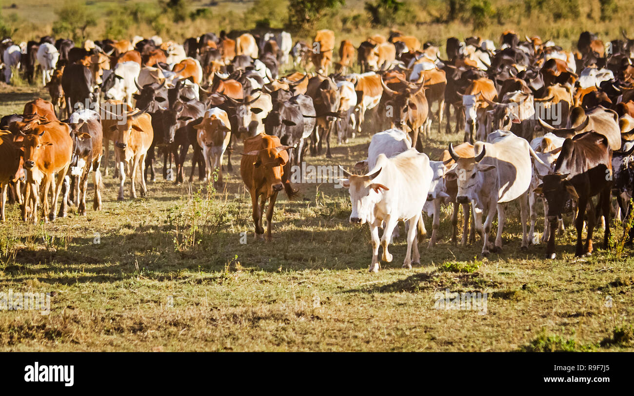 Herd of Jersey cows in the Natal Midlands, Africa Stock Photo - Alamy