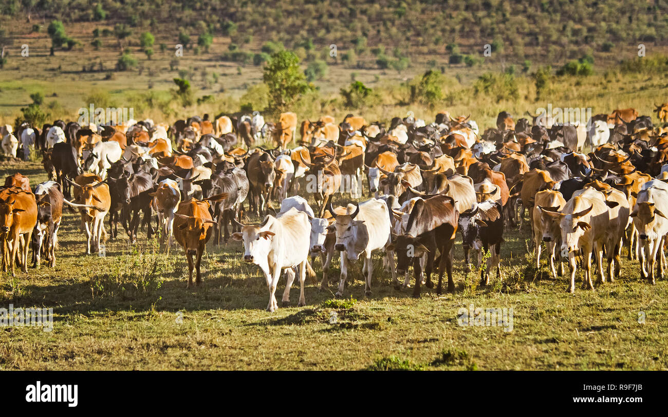 Herd of Jersey cows in the Natal Midlands, Africa Stock Photo - Alamy