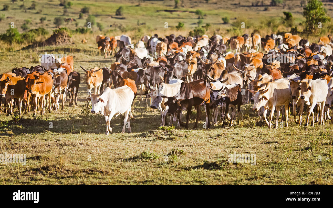 Herd of Jersey cows in the Natal Midlands, Africa Stock Photo - Alamy