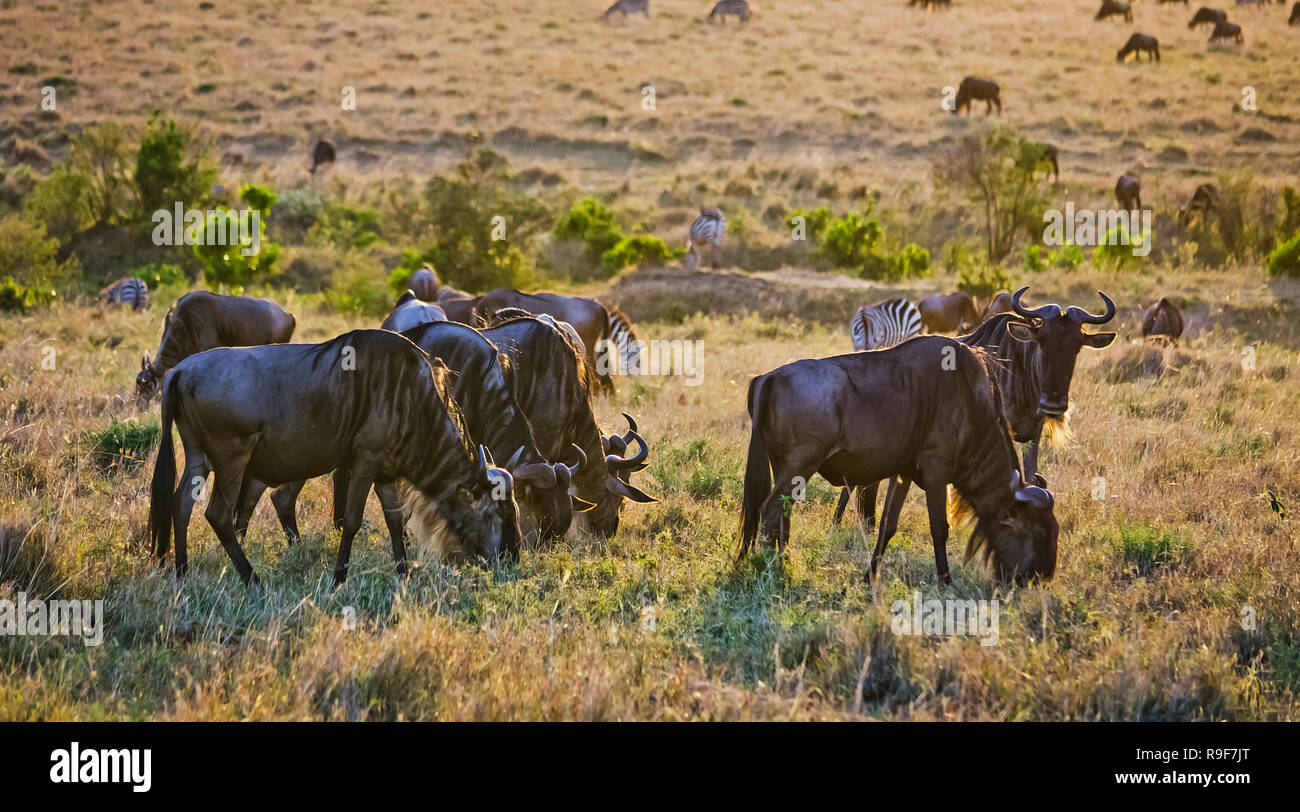 Herd of Jersey cows in the Natal Midlands, Africa Stock Photo - Alamy