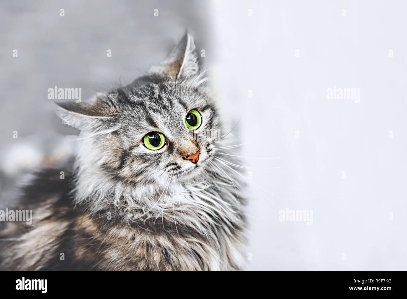 Russian tabby cat hi-res stock photography and images - Alamy