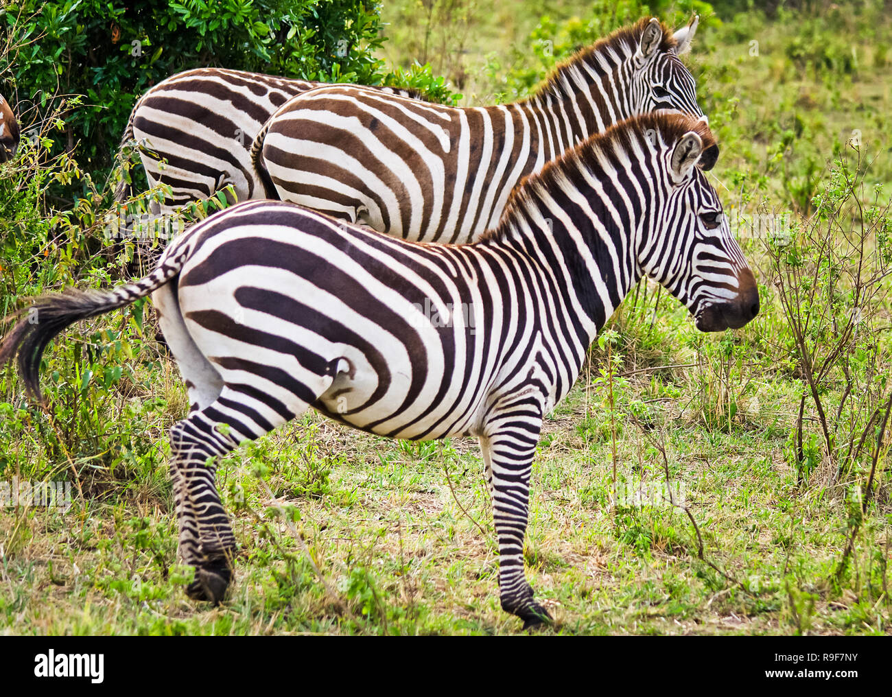 African zebra. Striped Horse in African savannas. Black and white zebra ...
