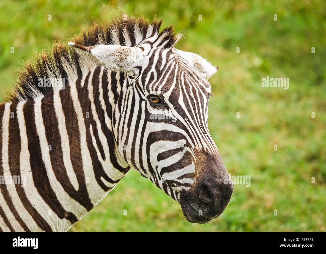 African zebra. Striped Horse in African savannas. Black and white zebra ...