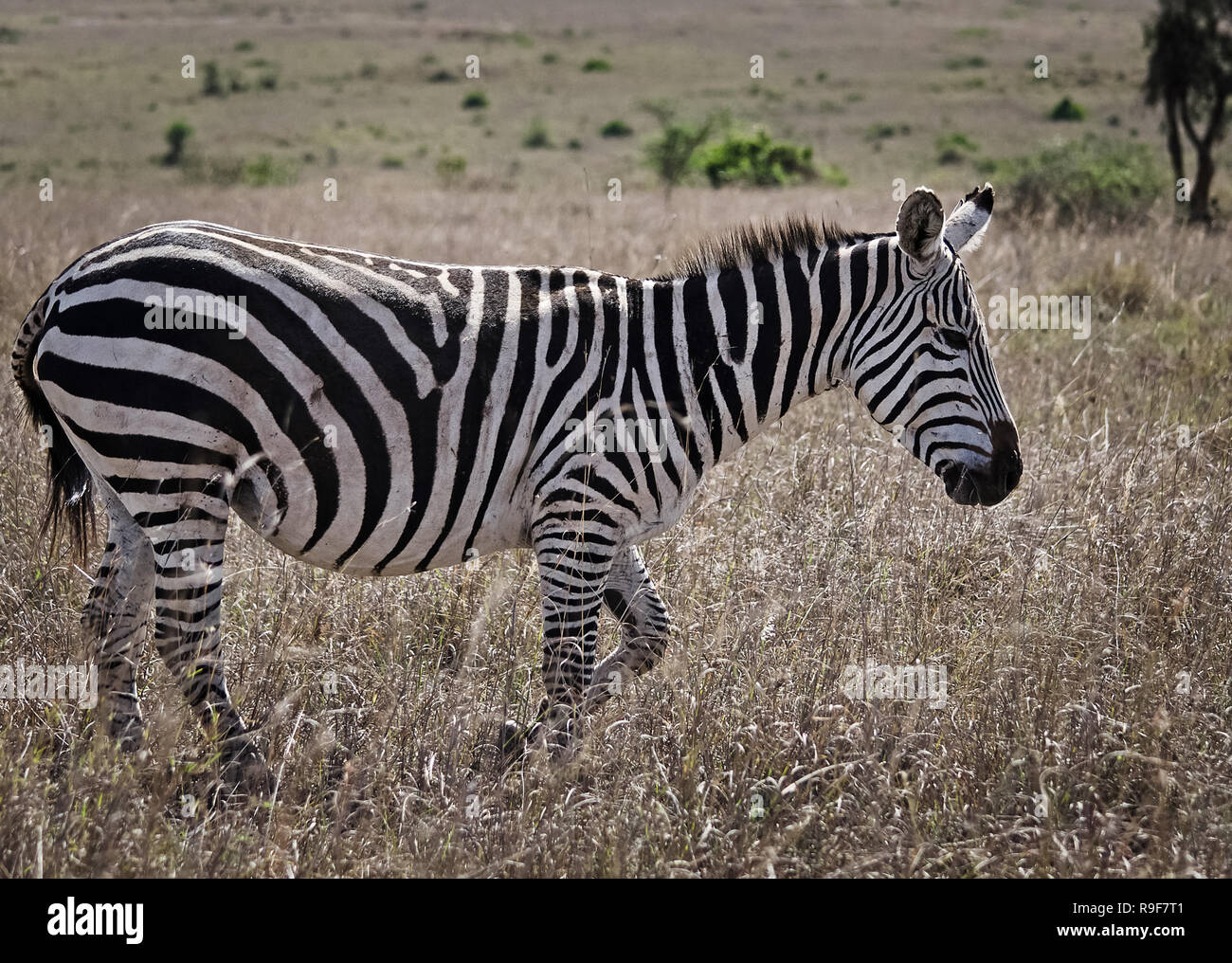 African zebra. Striped Horse in African savannas. Black and white zebra ...