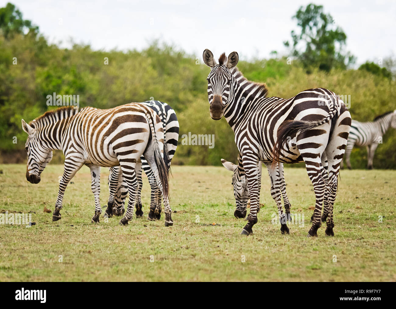 African zebra. Striped Horse in African savannas. Black and white zebra ...