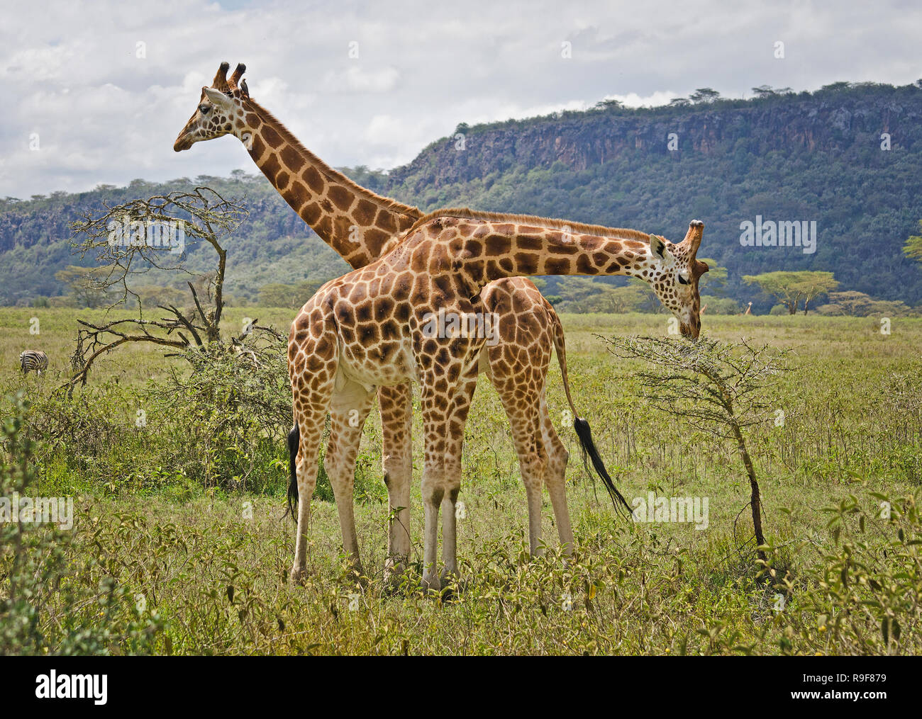 Giraffe in the wild. An animal with a long neck. Wild world of the ...