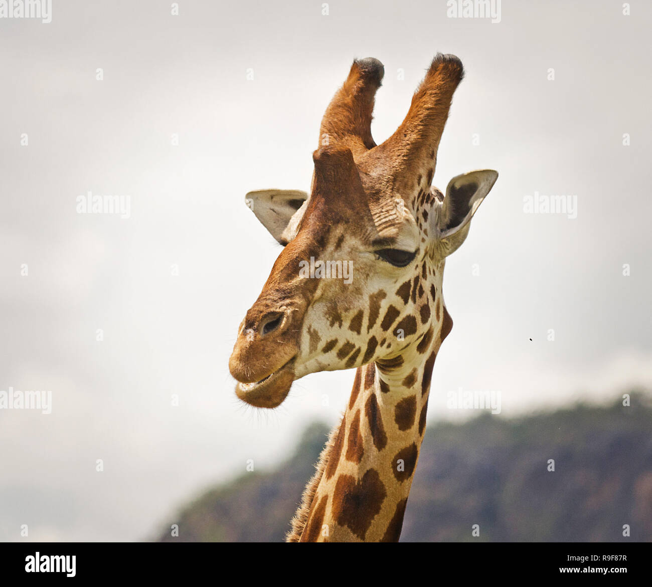 Giraffe in the wild. An animal with a long neck. Wild world of the ...