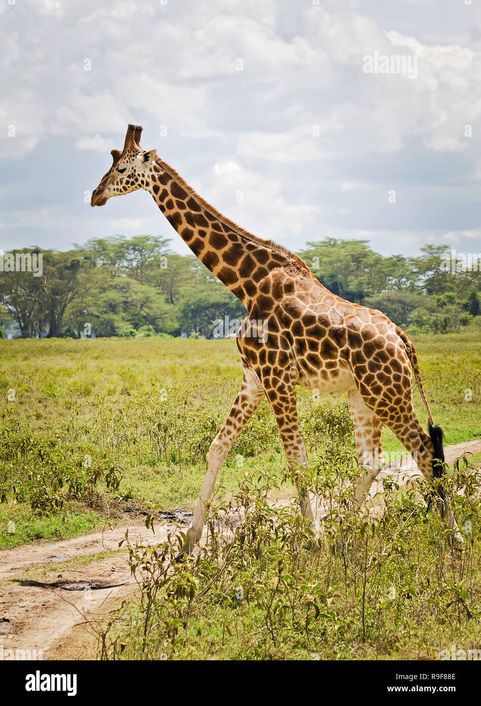 Giraffe in the wild. An animal with a long neck. Wild world of the ...