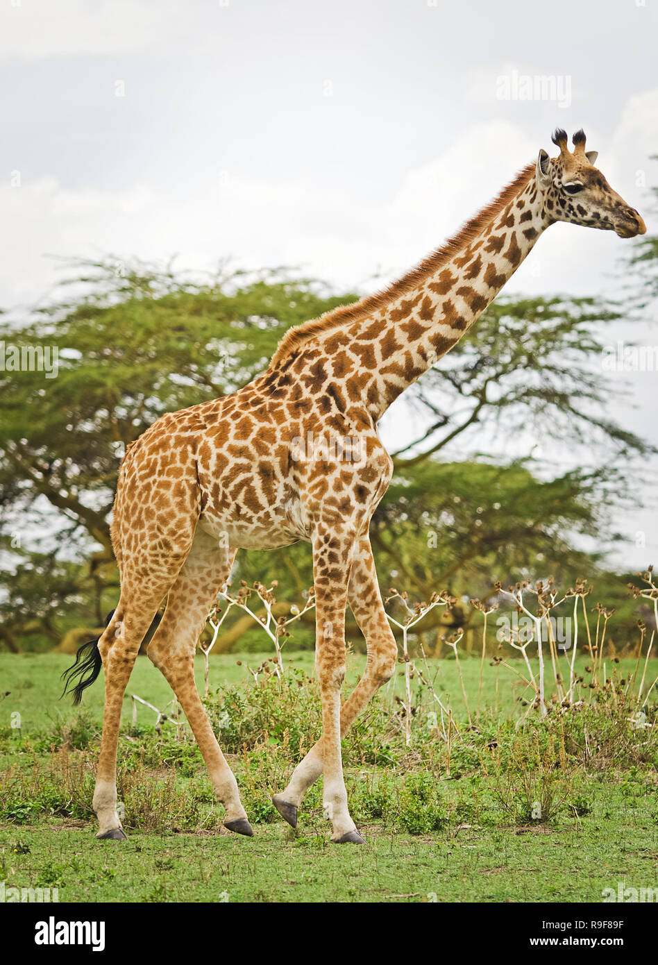 Giraffe in the wild. An animal with a long neck. Wild world of the ...