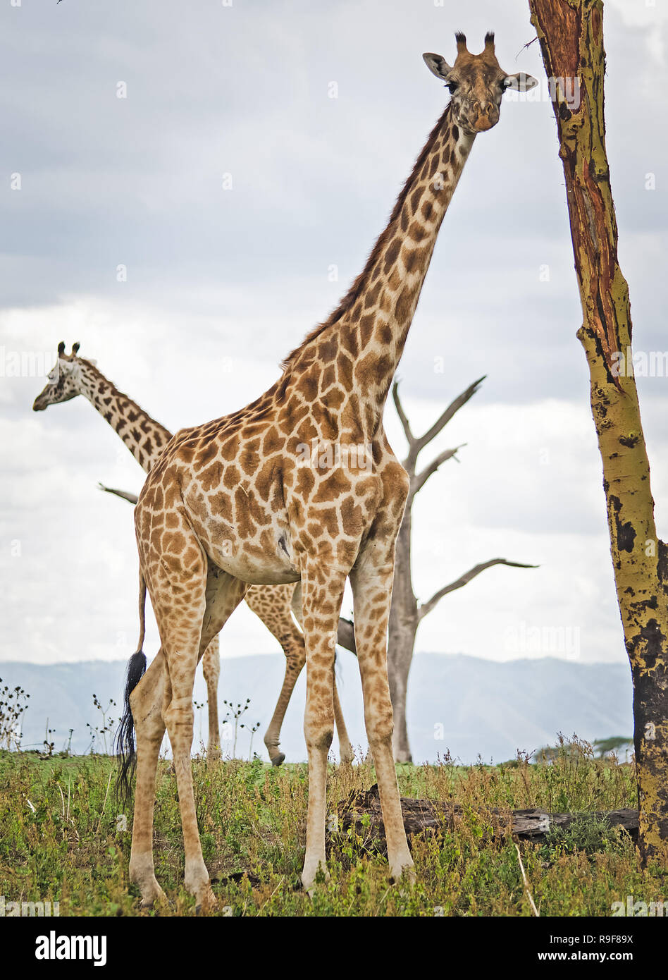 Giraffe in the wild. An animal with a long neck. Wild world of the ...