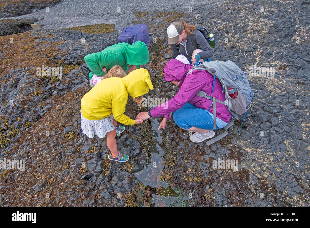 Family exploring the Tidepools at Low Tide on the coast of the Olympic ...