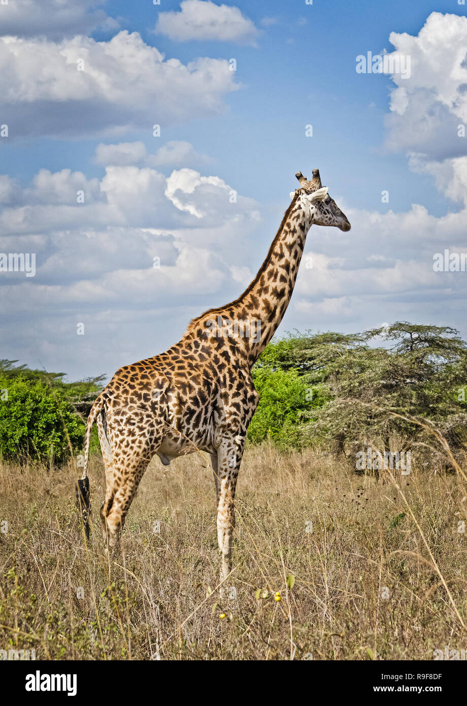 Giraffe in the wild. An animal with a long neck. Wild world of the ...
