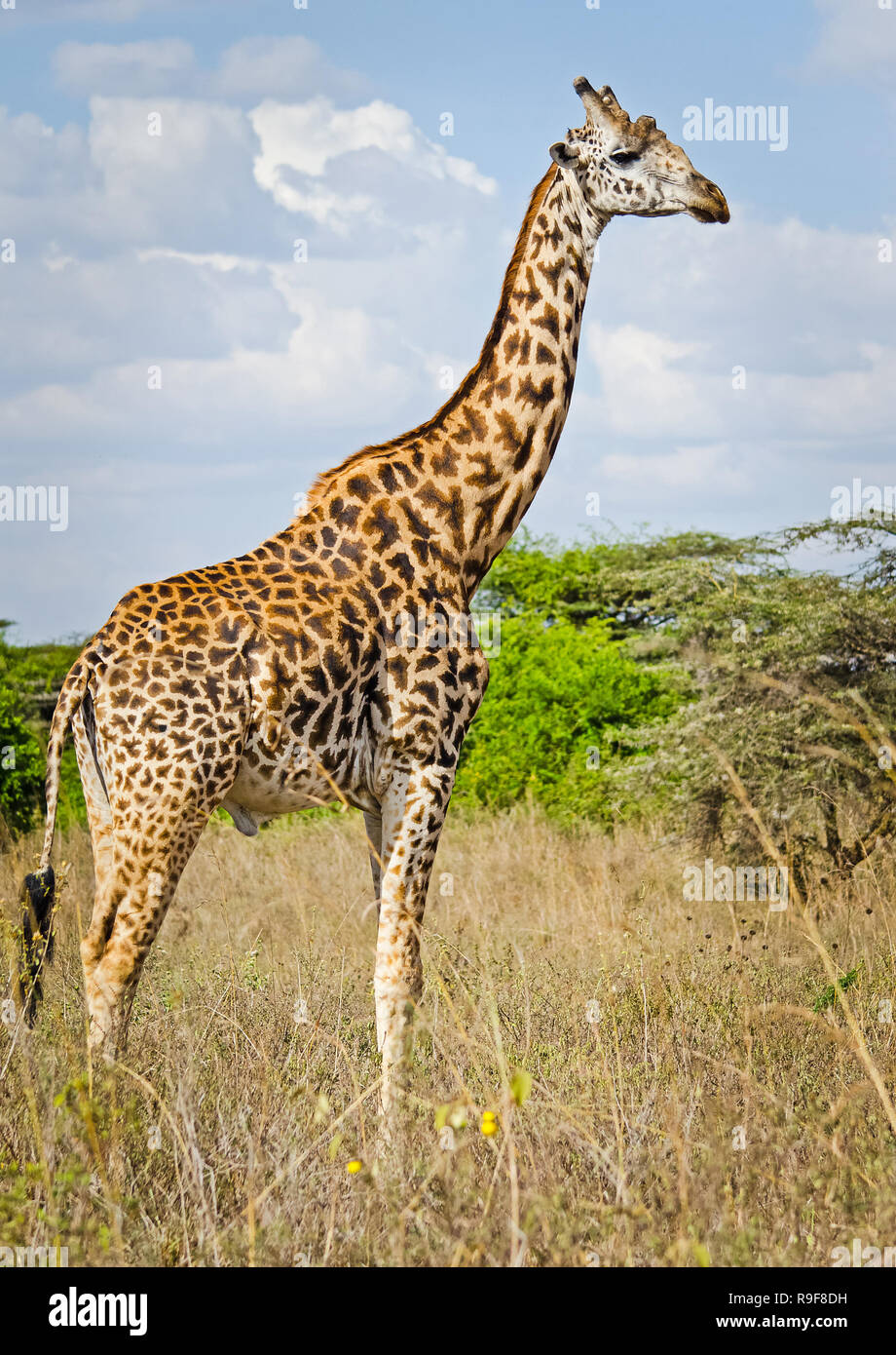 Giraffe in the wild. An animal with a long neck. Wild world of the ...