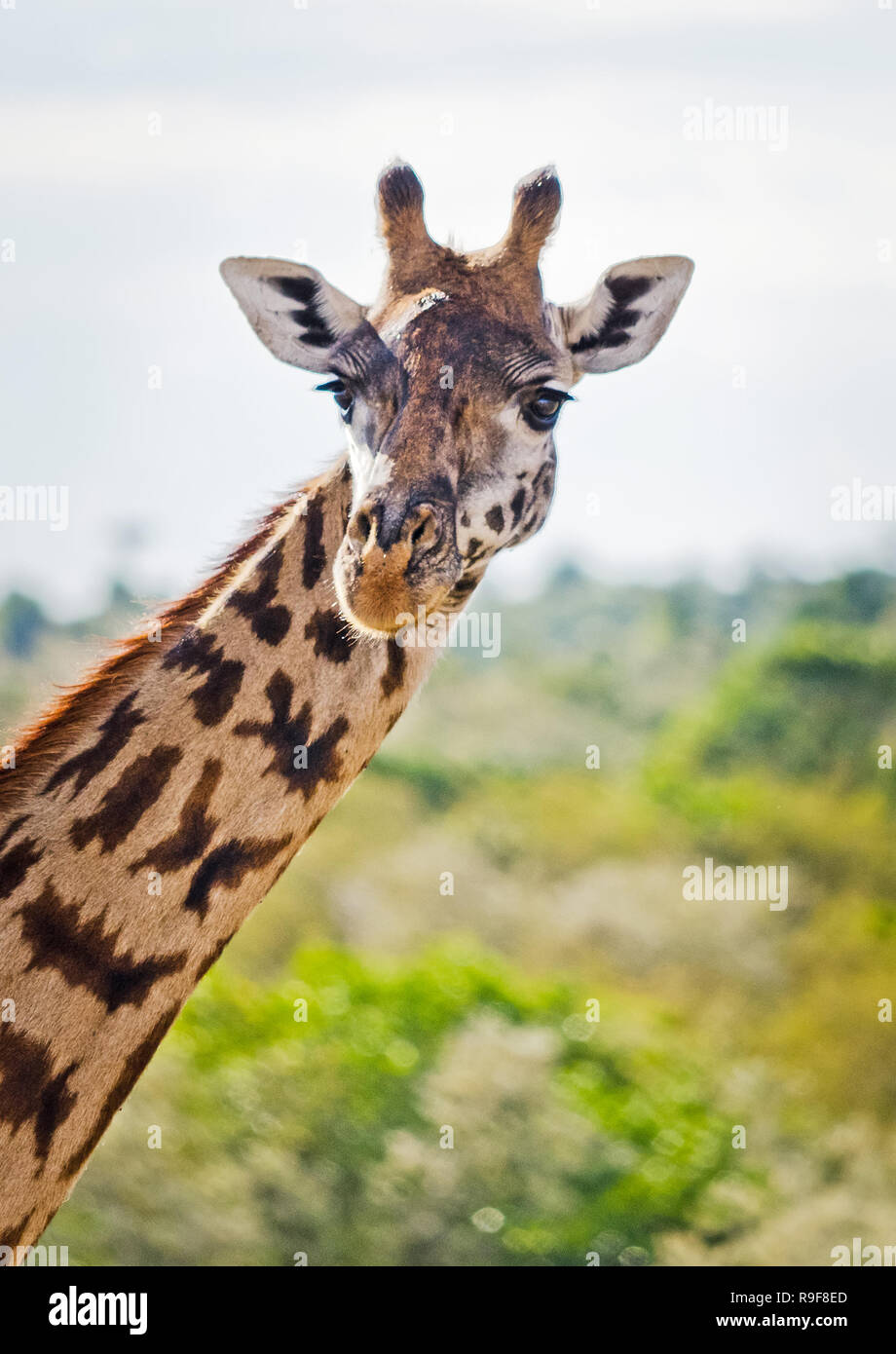 Giraffe in the wild. An animal with a long neck. Wild world of the ...
