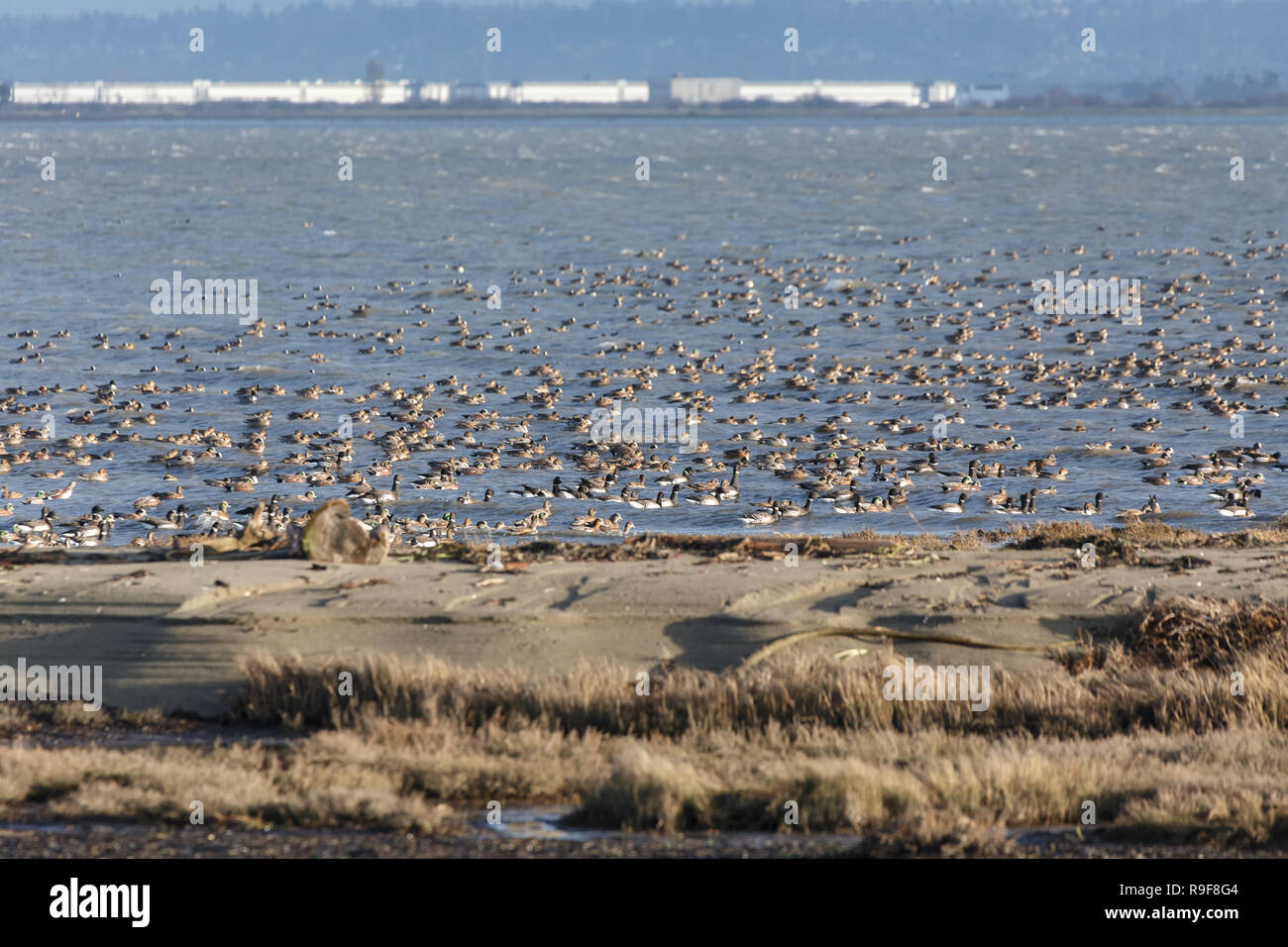 migrating Flock of ducks at Delta BC Canada Stock Photo - Alamy