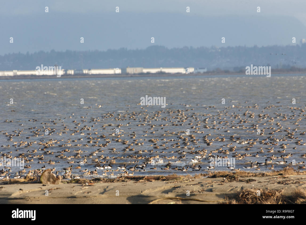 Migrating flock ducks delta hi-res stock photography and images - Alamy