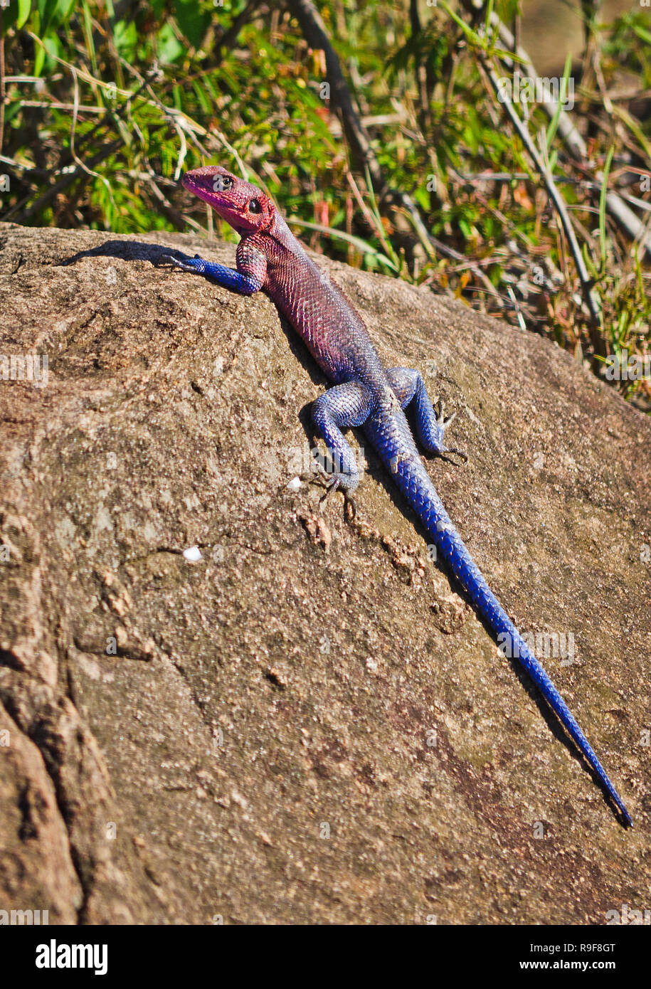 Lizard colorful large. Reptile African savannah. Wild World Stock Photo ...