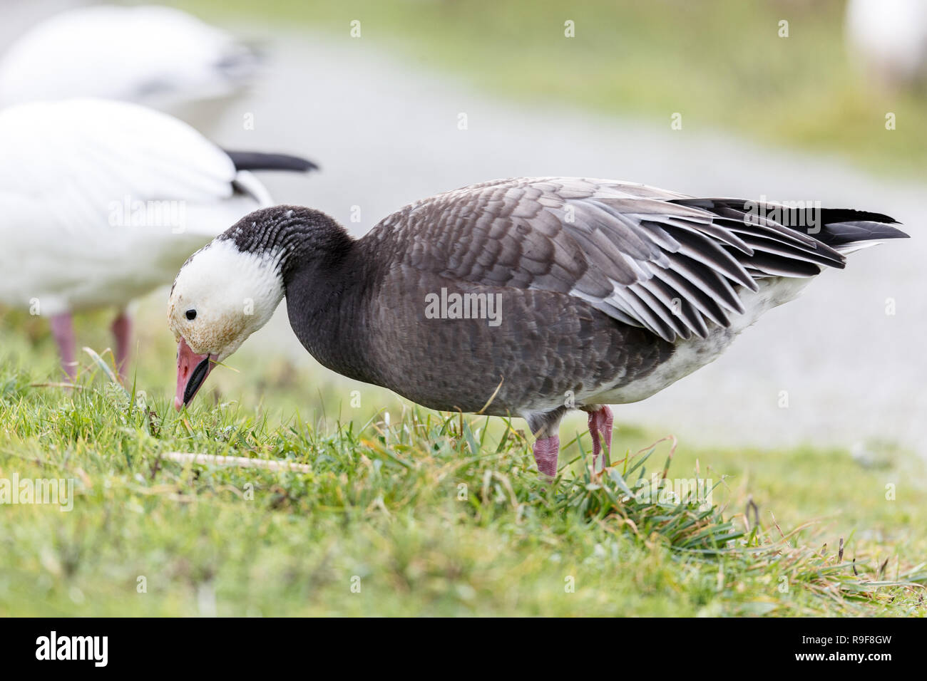 Blue morph snow goose hi-res stock photography and images - Alamy
