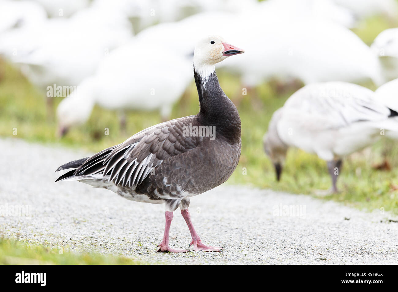 migrating blue geese at Vancouver BC Canada Stock Photo - Alamy