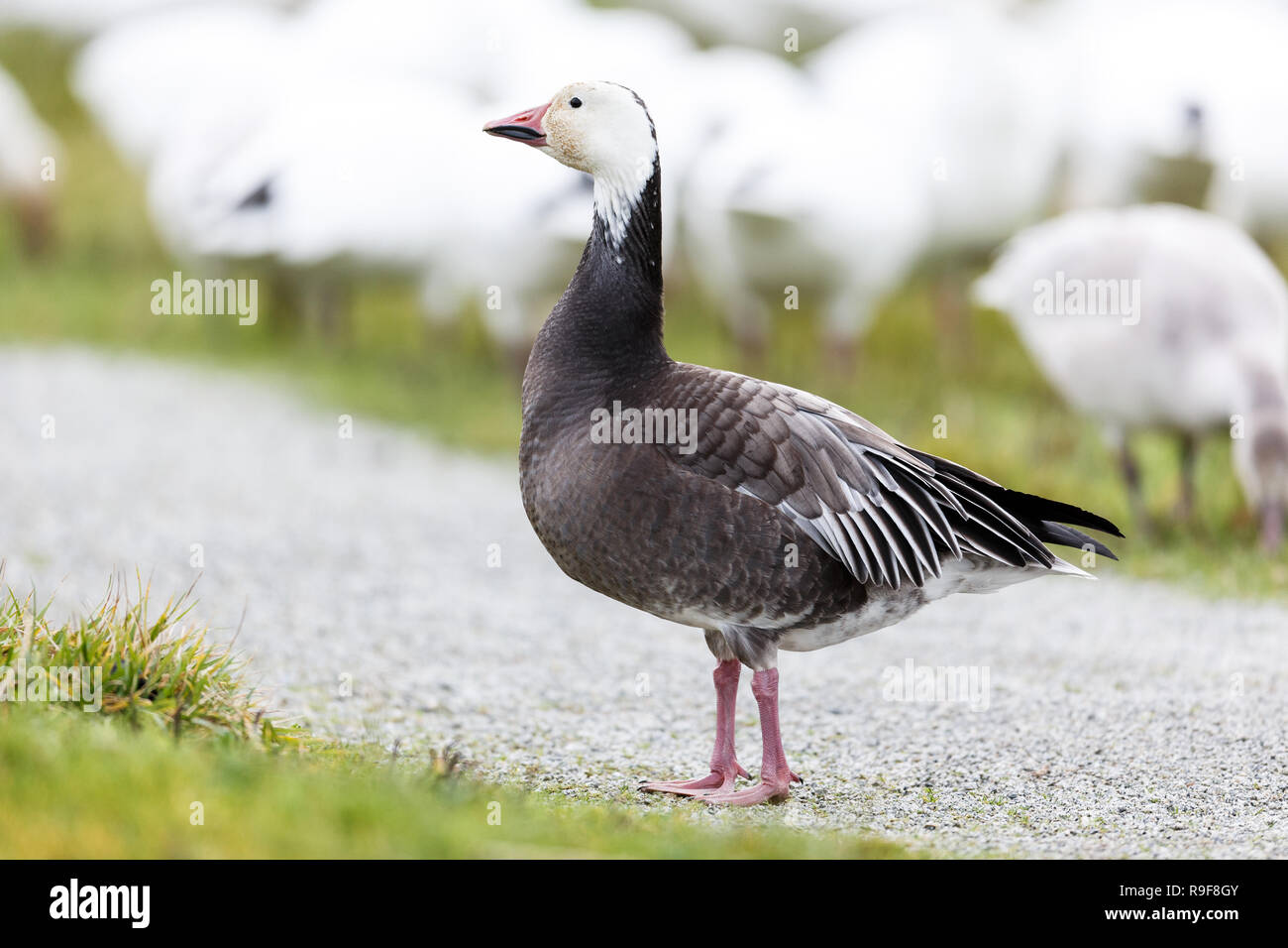 migrating blue geese at Vancouver BC Canada Stock Photo - Alamy