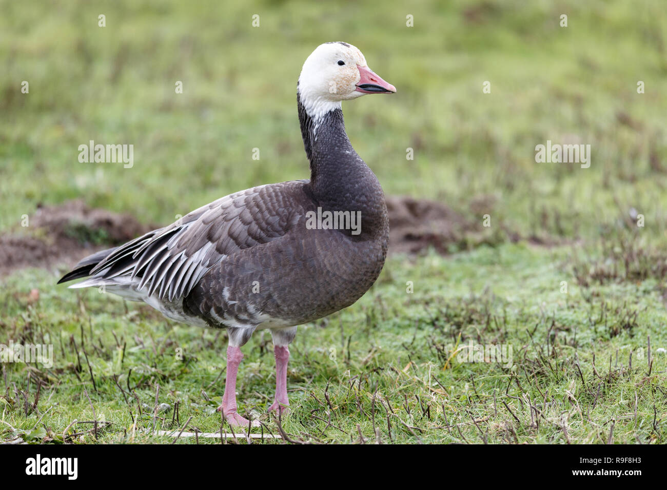 migrating blue geese at Vancouver BC Canada Stock Photo - Alamy