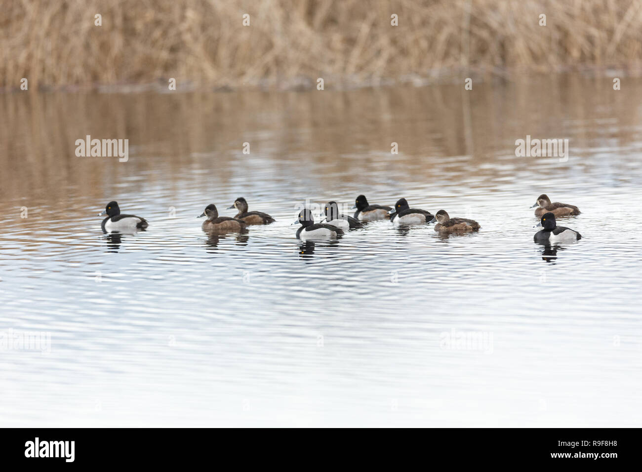 Flock of Ring-necked duck at Vancouver BC Canada Stock Photo - Alamy
