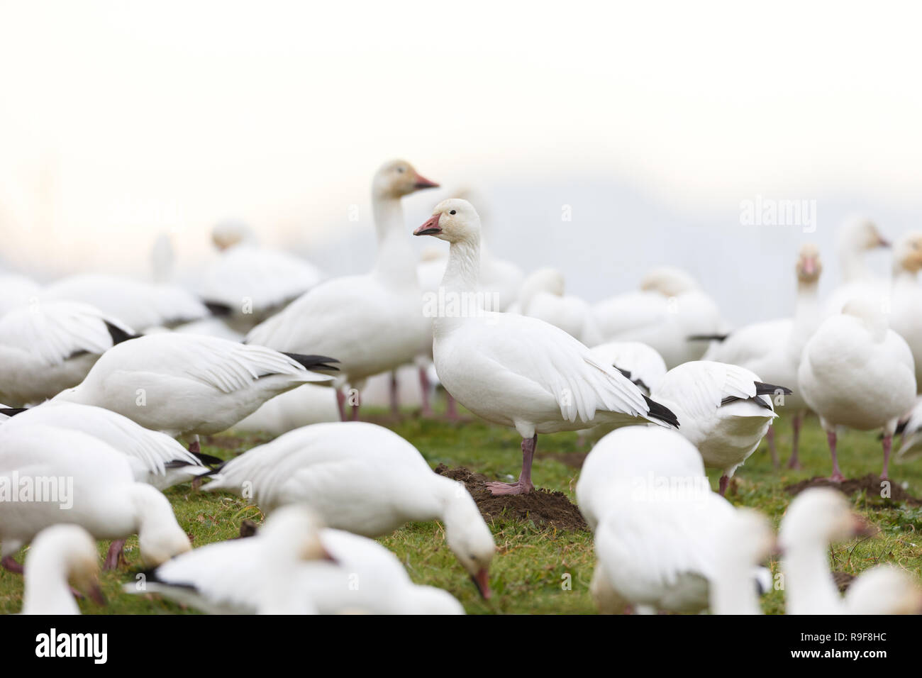 migrating Snow goose at Vancouver BC Canada Stock Photo - Alamy