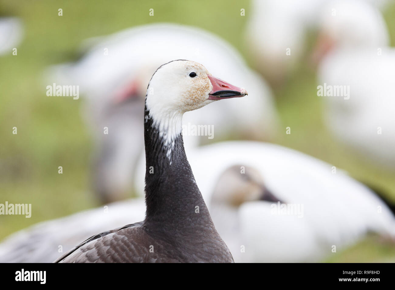 Snow geese vancouver bc hi-res stock photography and images - Alamy