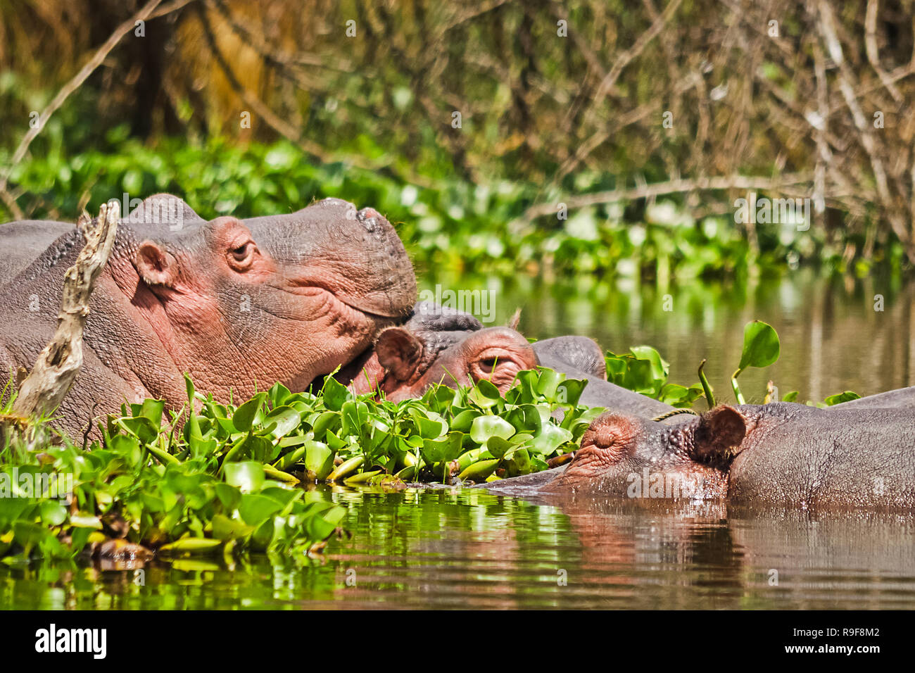 Baby hippo underwater hi-res stock photography and images - Alamy