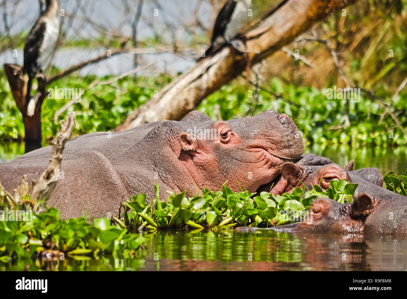 Hippo breeding zoo hi-res stock photography and images - Alamy