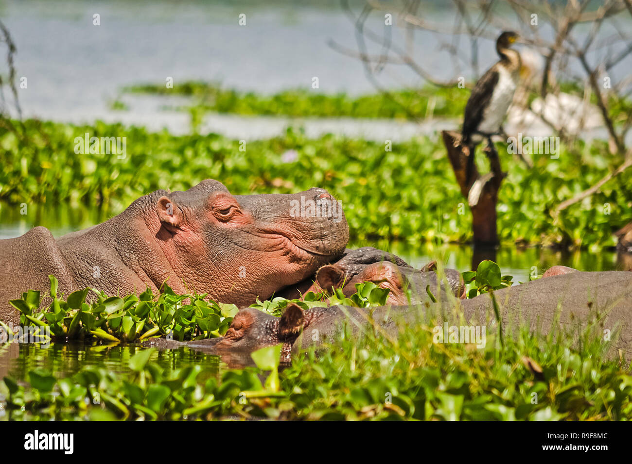 Hippo in a pond. Behemoth - a typical representative of the African ...