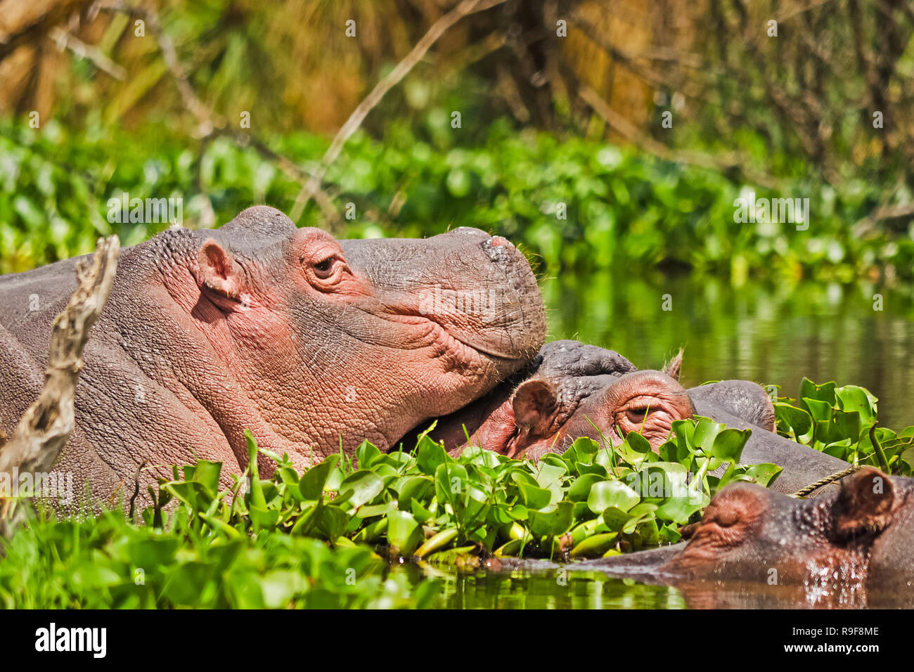 Hippo underwater swimming captive hi-res stock photography and images ...