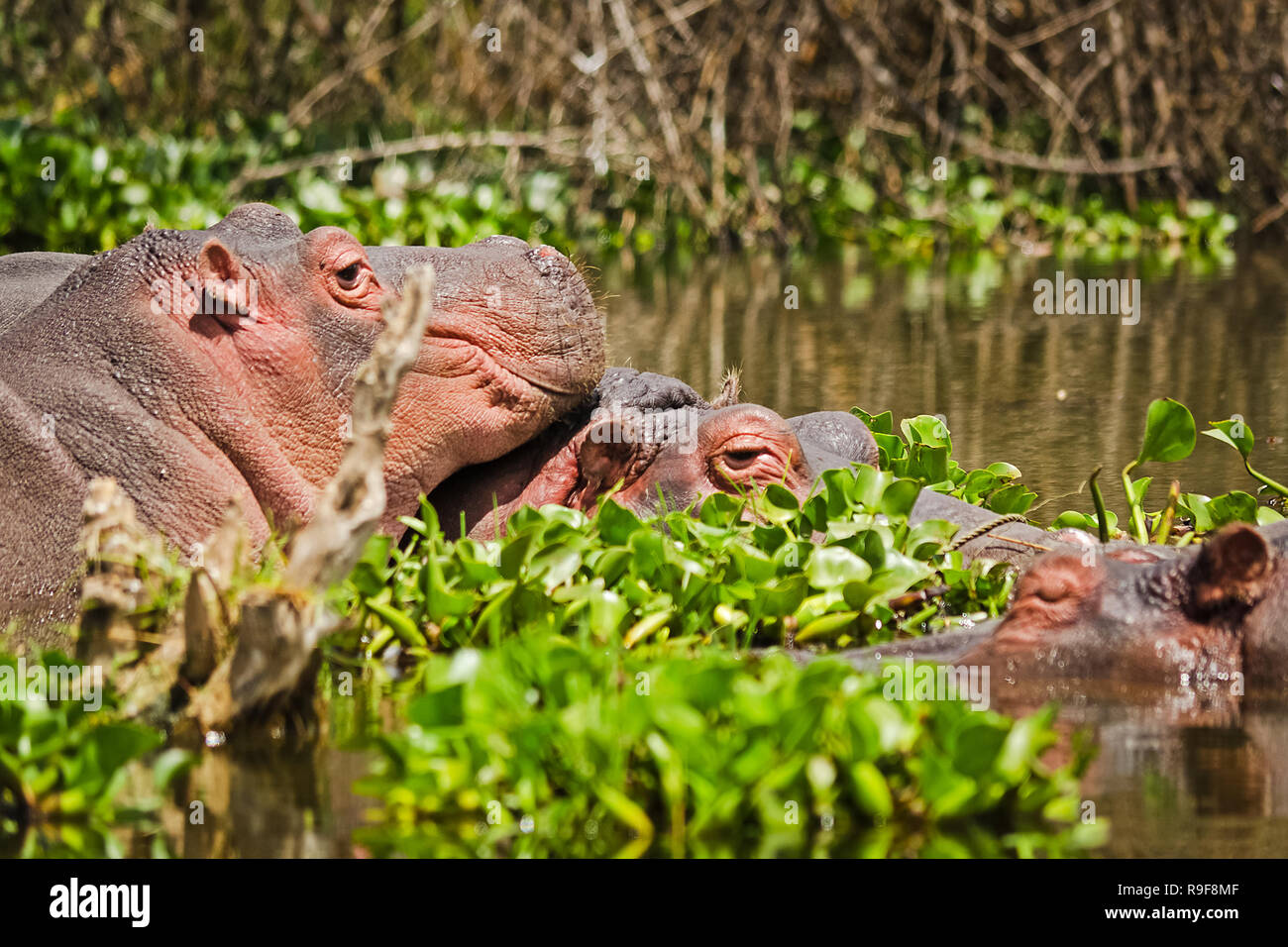 Hippo in a pond. Behemoth - a typical representative of the African ...