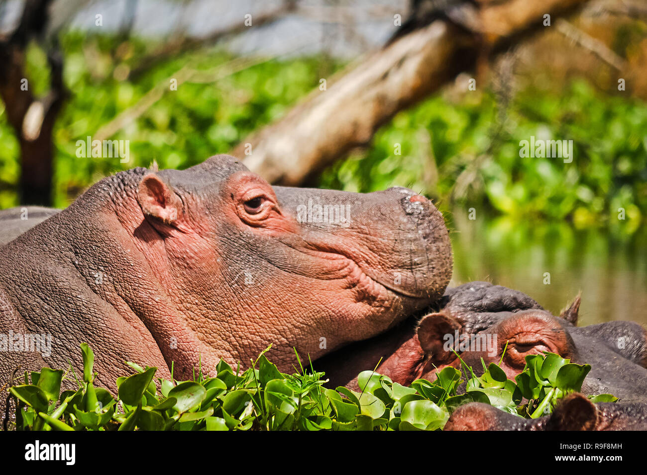 Hippo in a pond. Behemoth - a typical representative of the African ...
