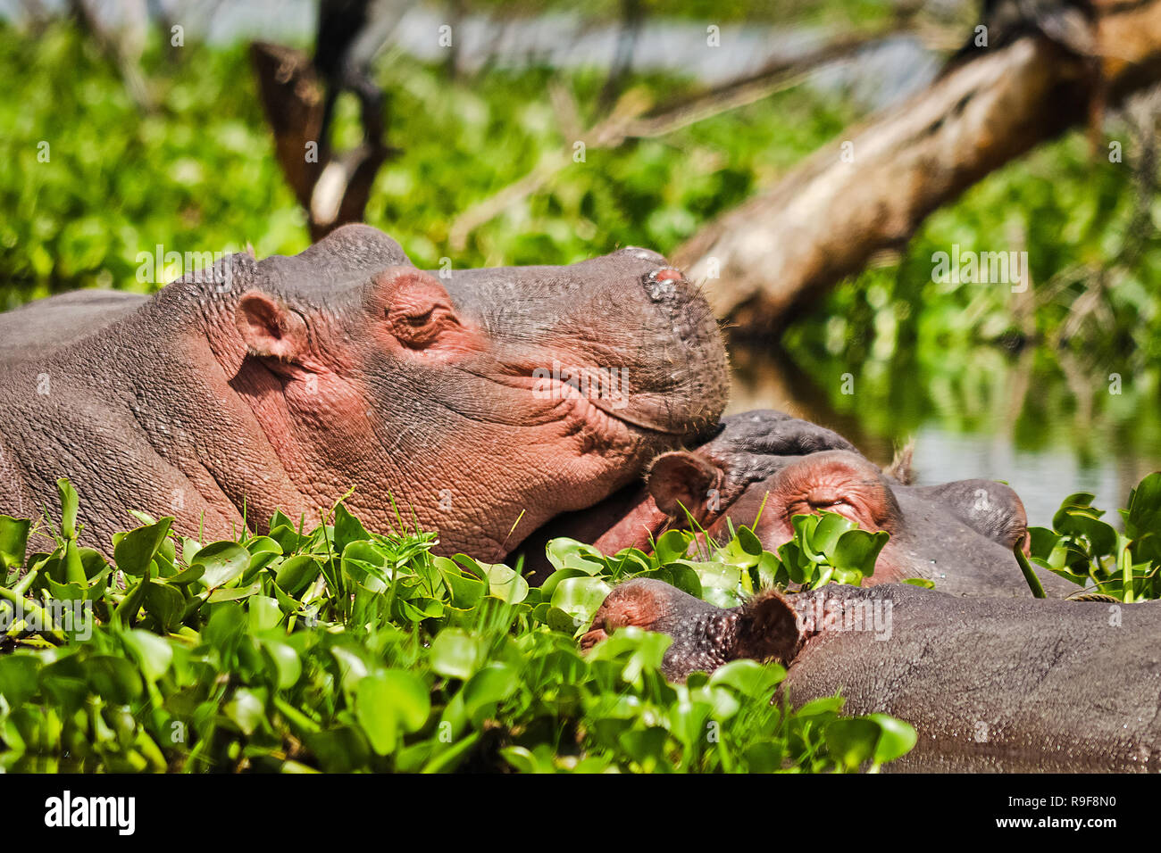 Hippo breeding zoo hi-res stock photography and images - Alamy