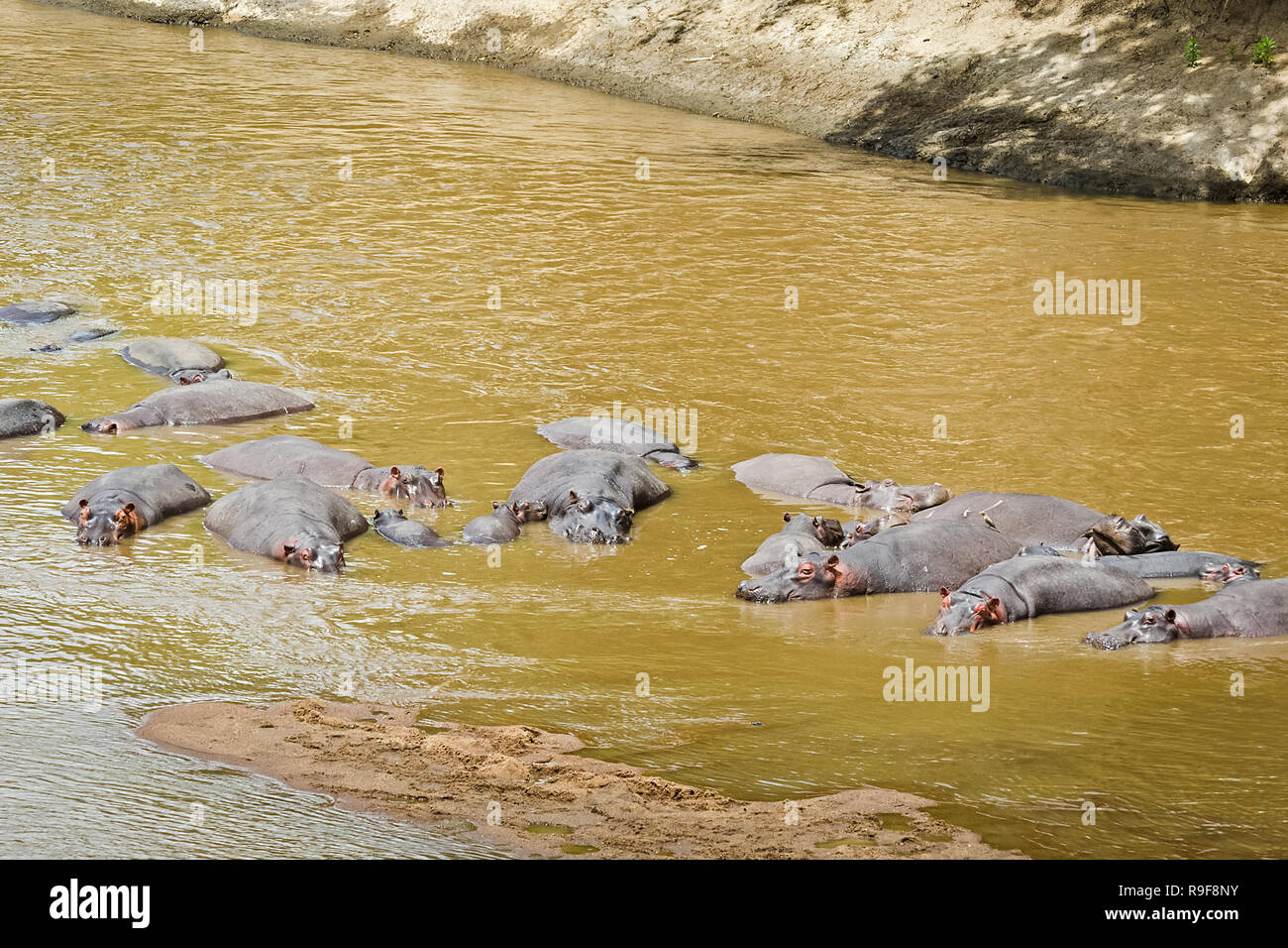 Hippo in a pond. Behemoth - a typical representative of the African ...